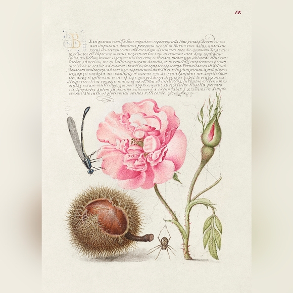 Vintage | Art | Medieval Botanical Art Print With Pink Flower | Poshmark